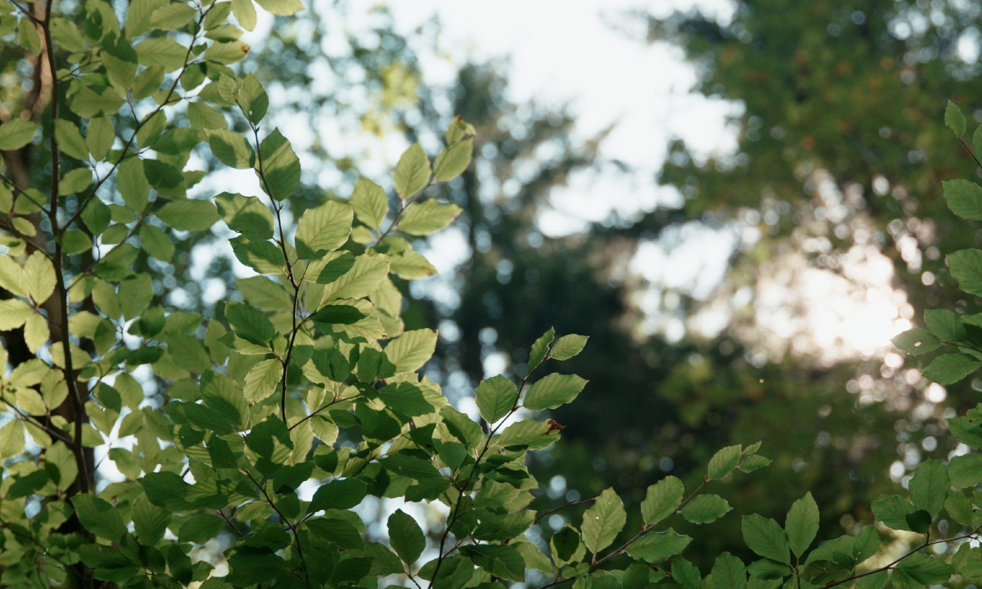 Holistic wellbeing: a mental, physical and emotional approach